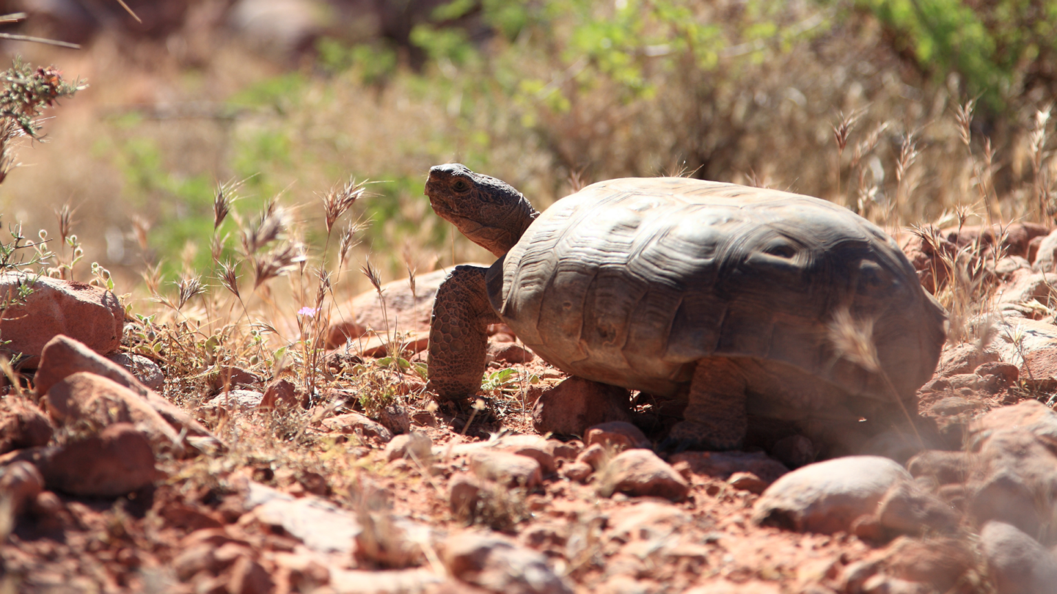 Environmental Conservation - College of Southern Nevada